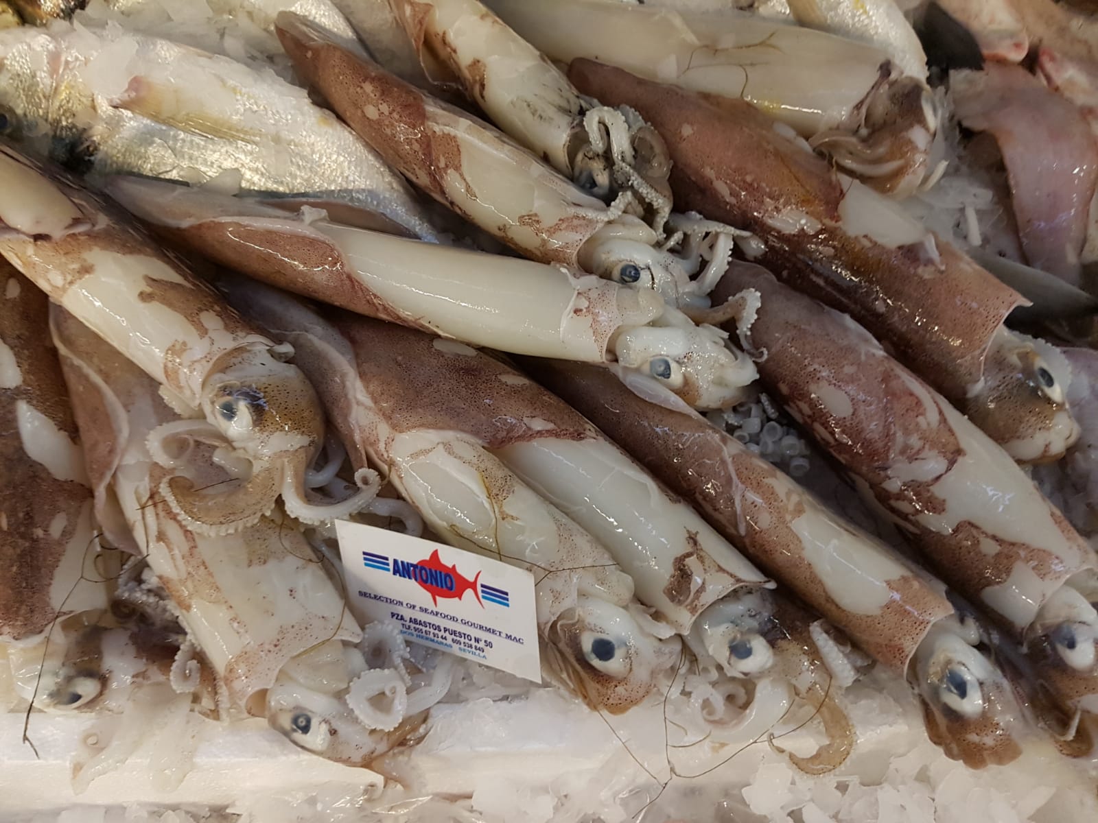 CALAMAR FRESCO – Pescados y Mariscos Antonio