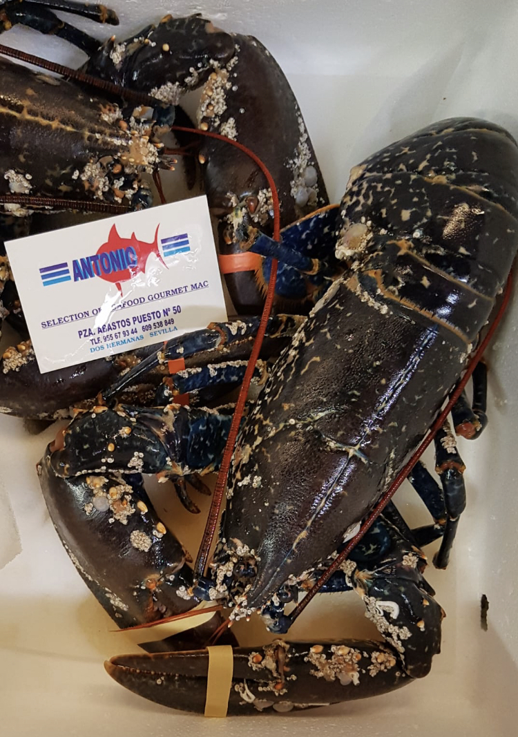 BOGAVANTE AZUL NACIONAL – Pescados y Mariscos Antonio